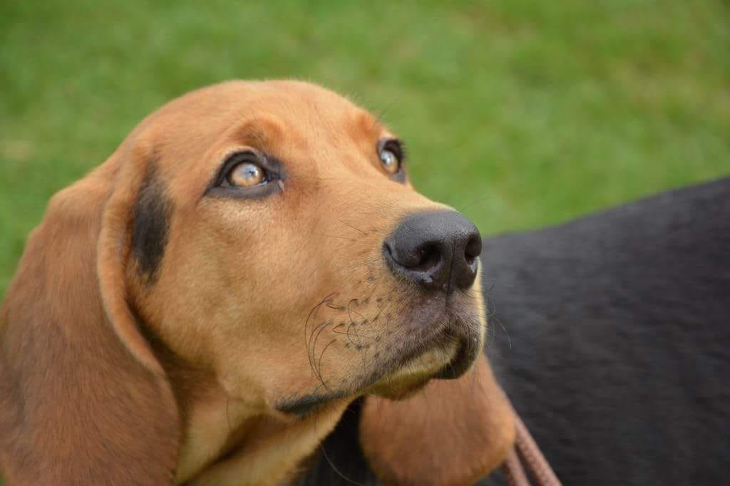 Ogar polski - Look4dog.com