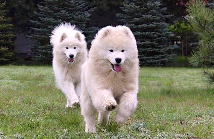 Samoyed (Samojed) – gdzie kupić szczeniaka | 🐕 Look4dog.com