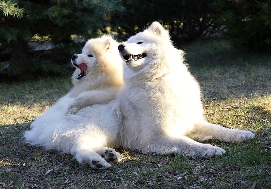 Samoyed (Samojed) – gdzie kupić szczeniaka | 🐕 Look4dog.com