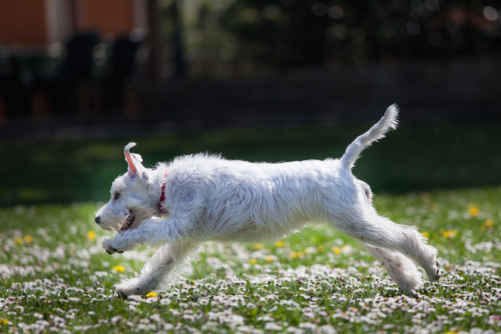 Sznaucer miniaturowy biały – gdzie kupić szczeniaka | 🐕 Look4dog.com
