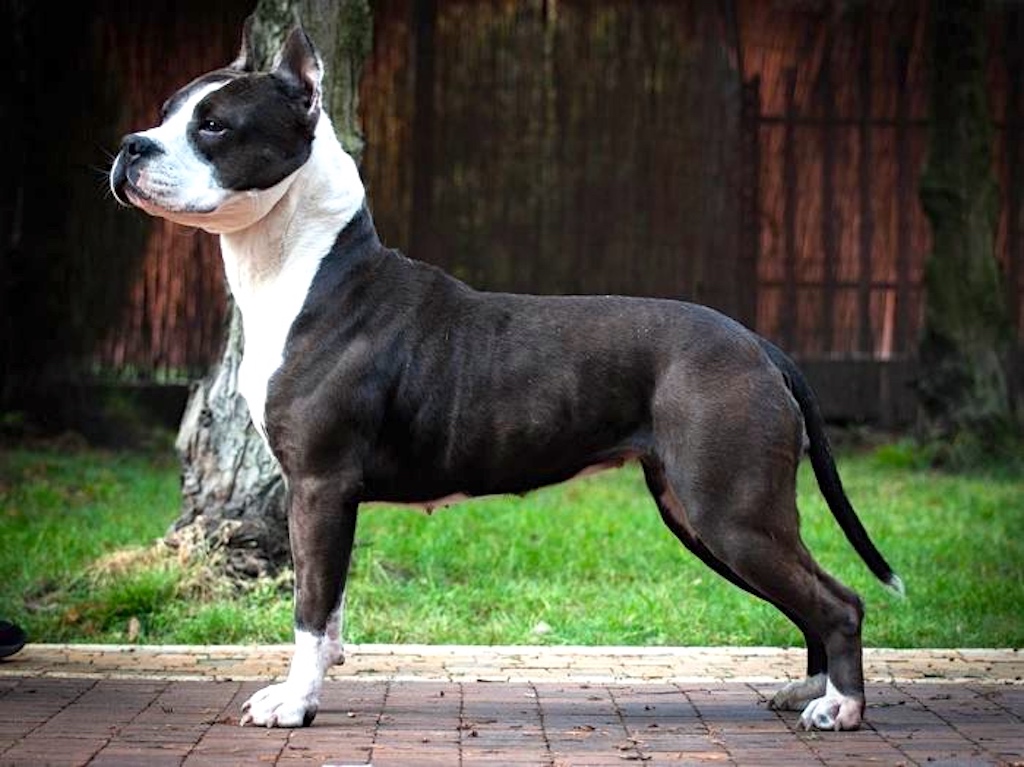 American staffordshire terrier (Amstaff) - Look4dog.com