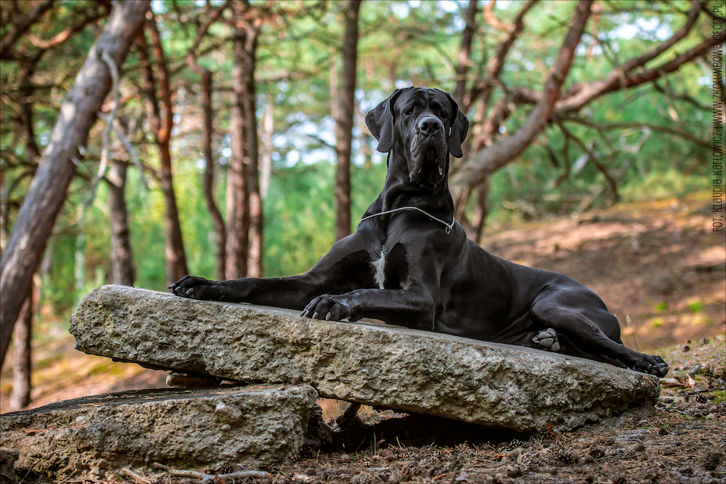 Dog niemiecki - Look4dog.com