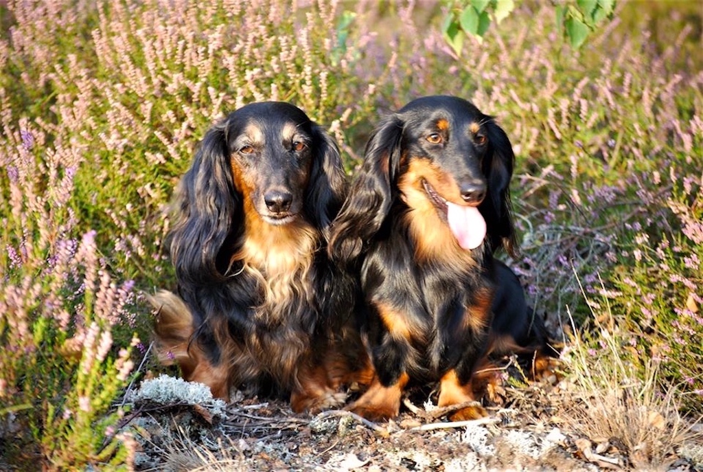 Jamnik miniaturowy długowłosy - Look4dog.com