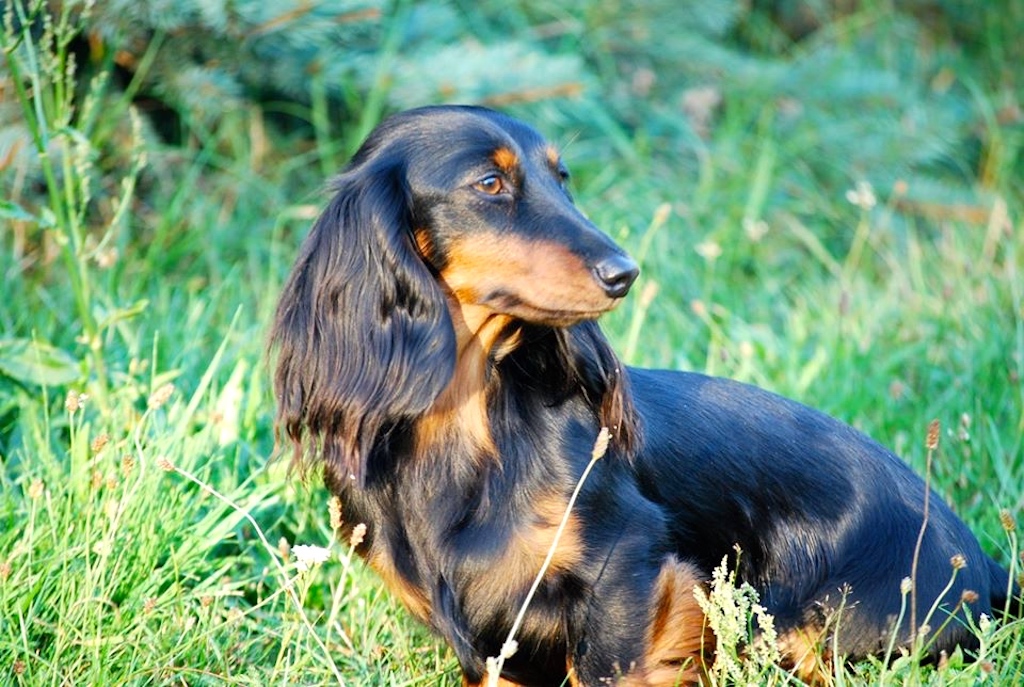 Jamnik miniaturowy długowłosy - Look4dog.com