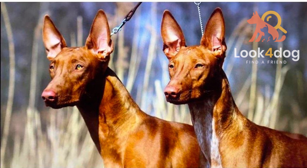 Pies Faraona - Look4dog.com