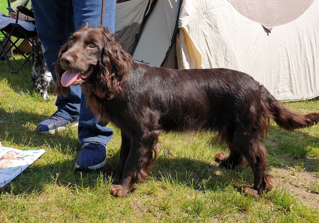 Płochacz niemiecki - Look4dog.com