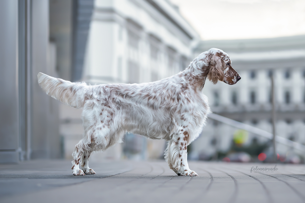 Seter angielski - Look4dog.com