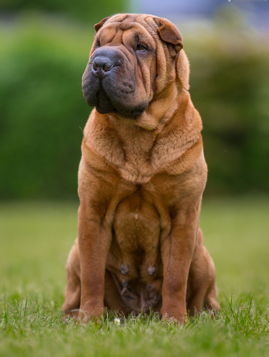 Shar Pei - Look4dog.com