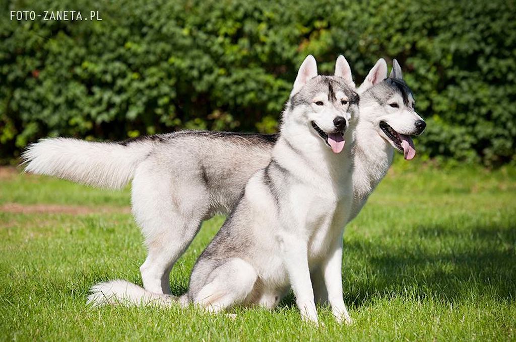 Siberian husky - Look4dog.com
