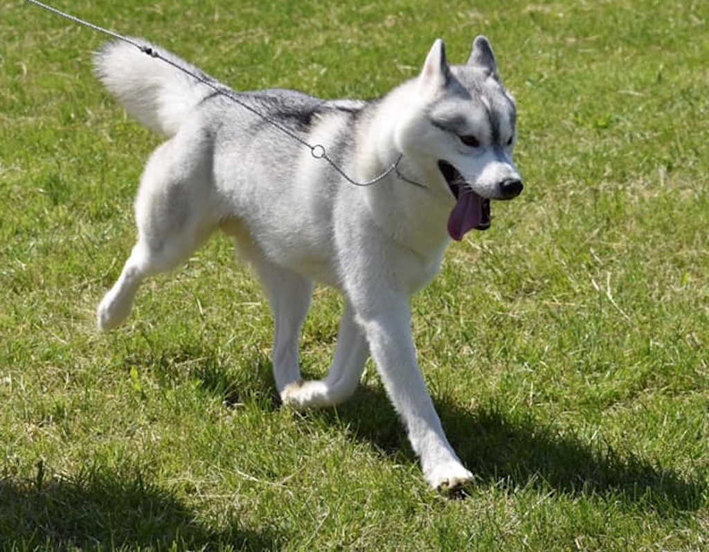 Siberian husky - Look4dog.com
