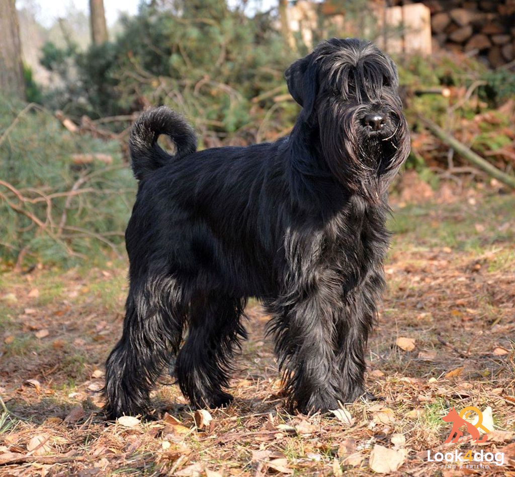 Sznaucer średni czarny - Look4dog.com