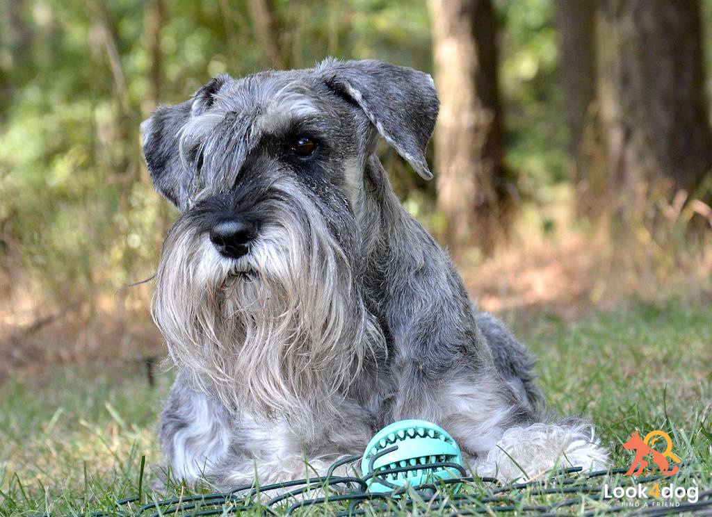 Sznaucer średni czarny - Look4dog.com