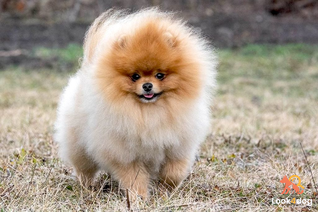 Szpic miniaturowy (Pomeranian) - Look4dog.com