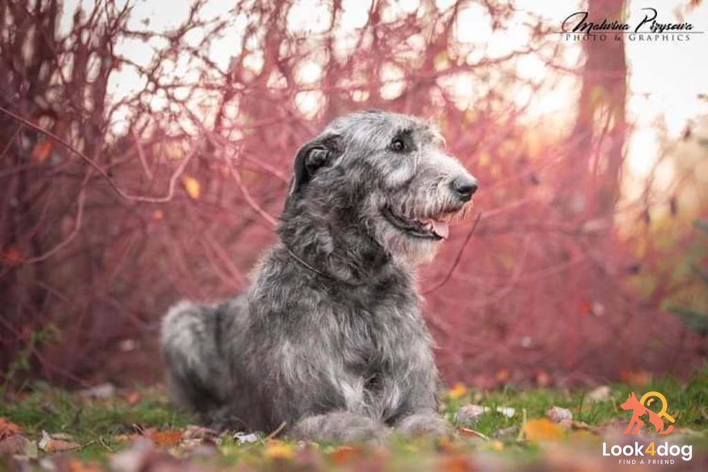 Wilczarz irlandzki - Look4dog.com