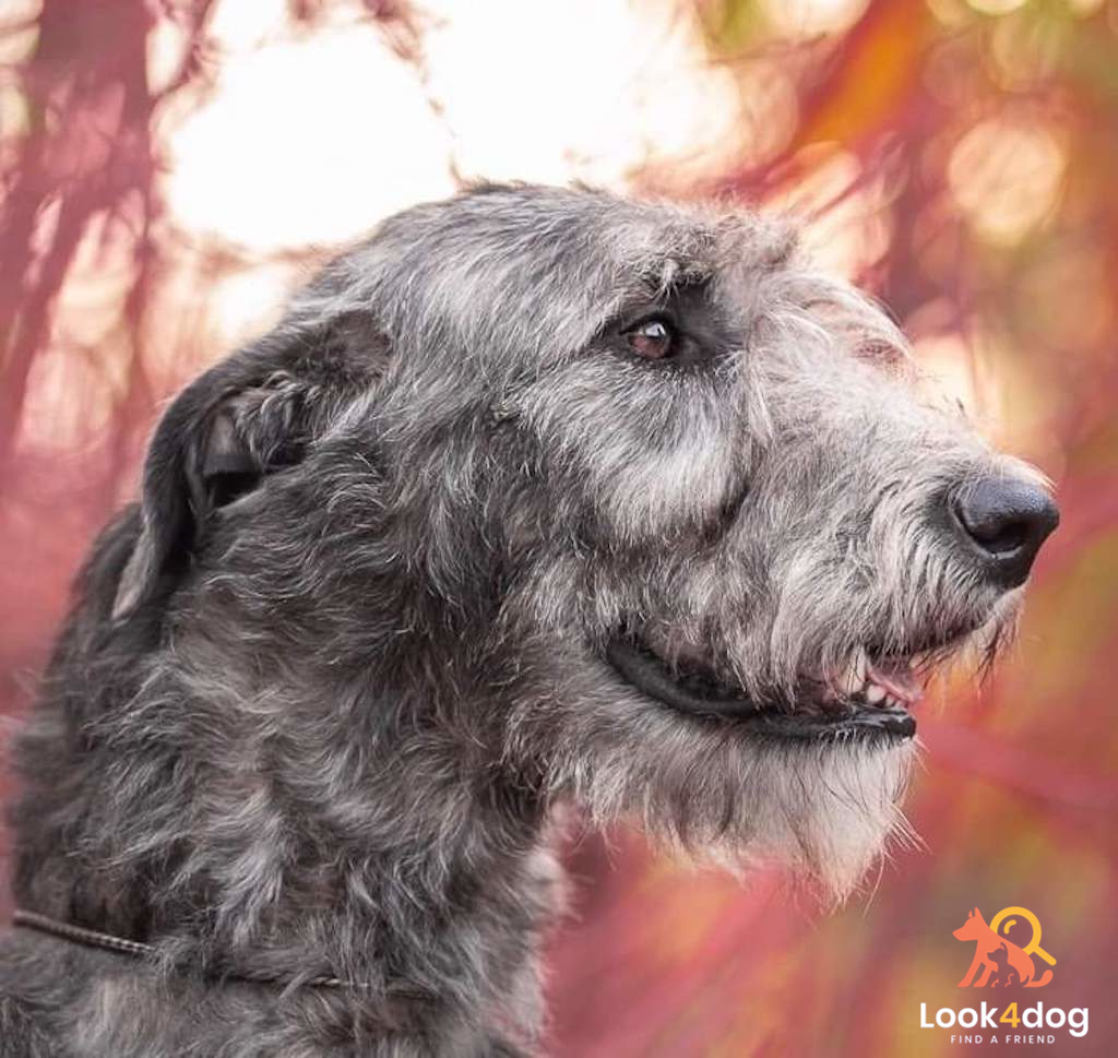 Wilczarz irlandzki - Look4dog.com