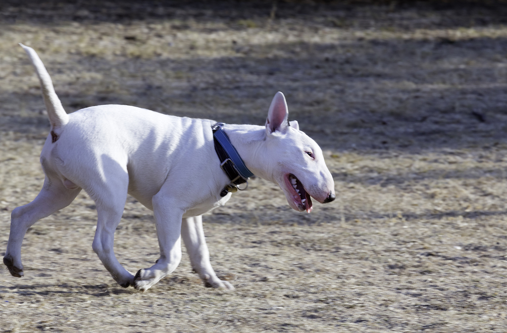 Bulterier miniaturowy - Look4dog.com