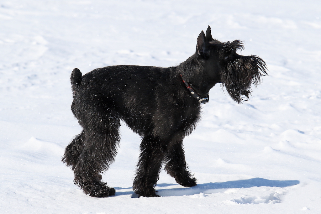 Sznaucer średni czarny - Look4dog.com