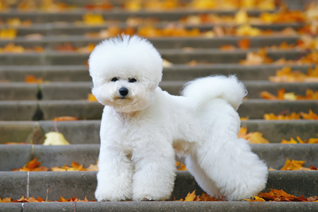 Bichon frise (Biszon kędzierzawy) - Look4dog.com
