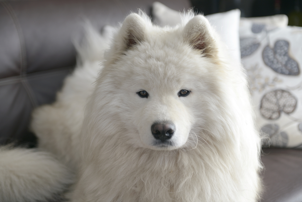 Samoyed (Samojed) - Look4dog.com