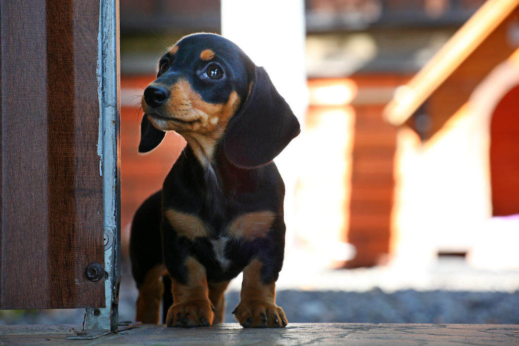 Jamnik miniaturowy krótkowłosy - Look4dog.com