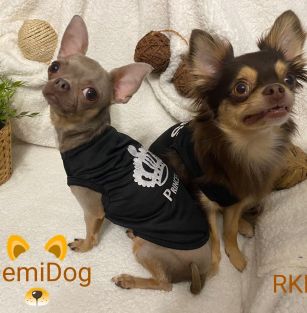 DemiDog – Hodowla | 🐕 Look4dog.com