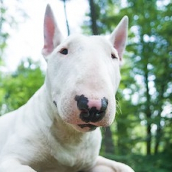 Bulterier - Look4dog.com