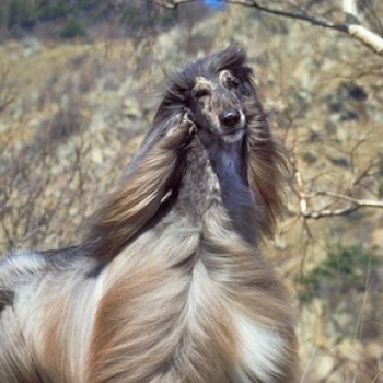 Chart afgański - Look4dog.com