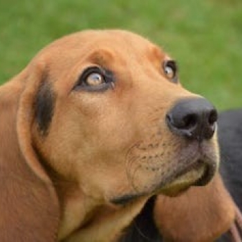 Ogar polski - Look4dog.com