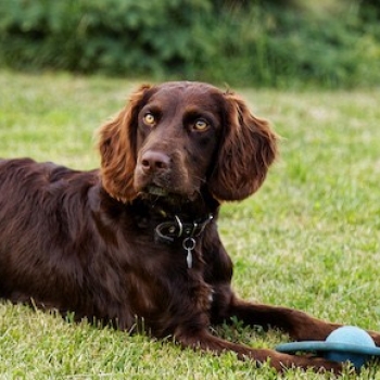 Płochacz niemiecki - Look4dog.com