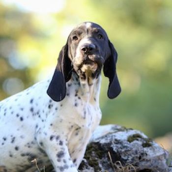 Auvergne Pointer (Auvergne Pointing Dog) - Look4dog.com