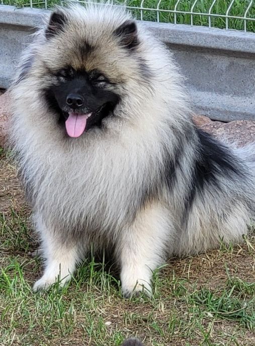 Keeshond (Wolfspitz) (German Spitz) – buy a puppy | 🐕 Look4dog.com