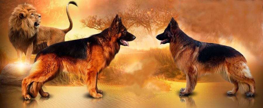 Lion German Shepherd Images