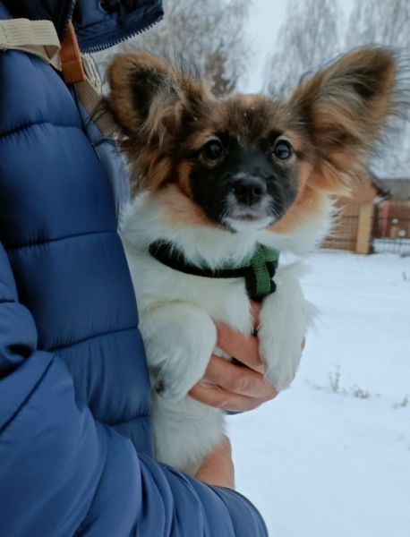 Can A Akita And A Papillon Be Friends
