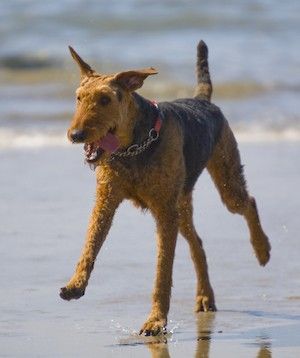 Border Collie Airedale Terrier Mix