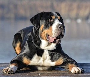 Can A American Bulldog And A Greater Swiss Mountain Dog Be Friends