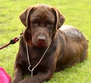 Los Labradores Tienen Frio