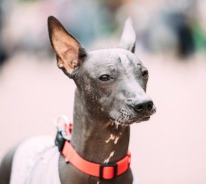 Can Peruvian Inca Orchid Be Black