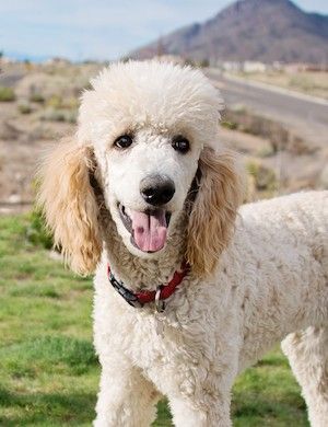 Are Poodles Flexible