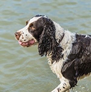 Es Un Springer Spaniel Un Buen Perro De Familia